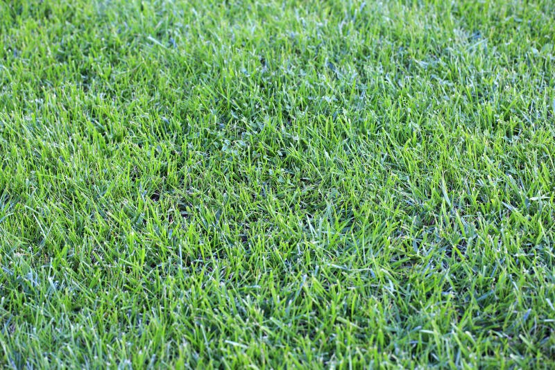 Green Meadow Detail Texture Stock Photo - Image of details, natural ...