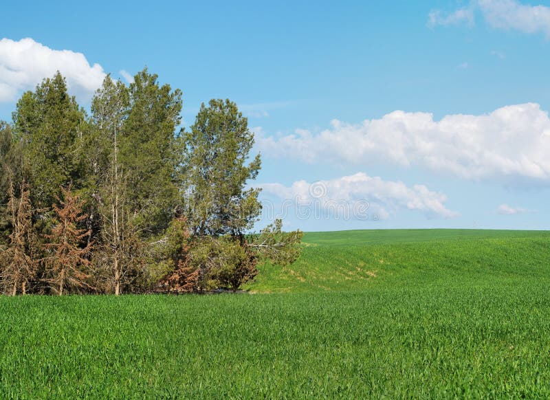Green Meadow at the Edge of Pine Grove Stock Photo - Image of colorful ...