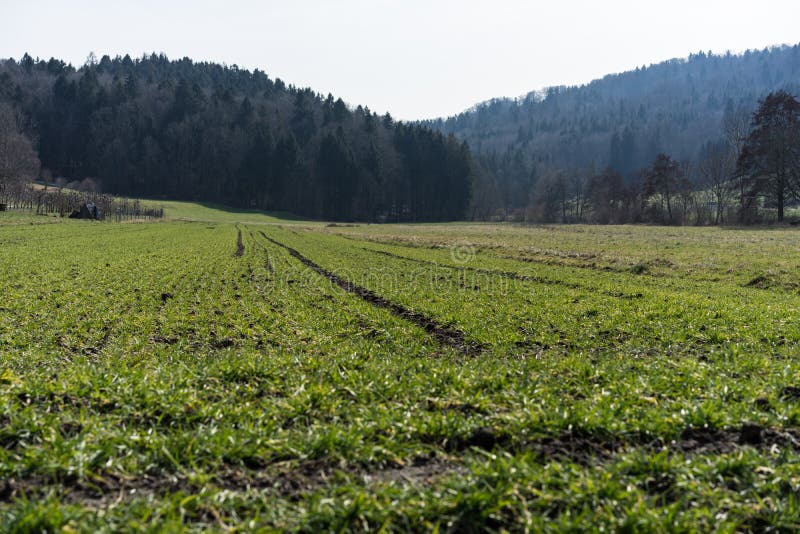 Green Meadow for Farming Landscape with Forest Stock Photo - Image of ...