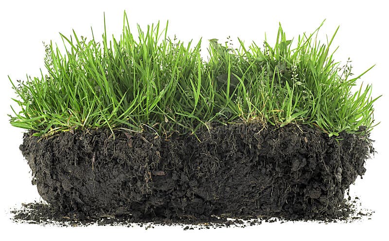 Green Meadow Grass with Roots in Black Soil Isolated on White ...