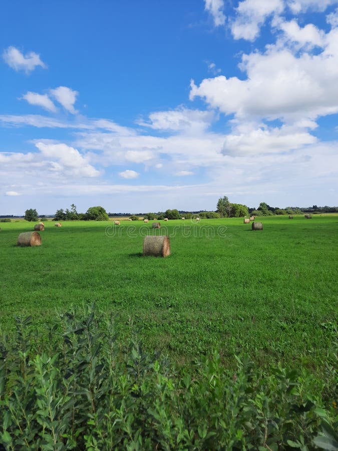 Green meadow and hay rolls stock image. Image of plain - 255174409