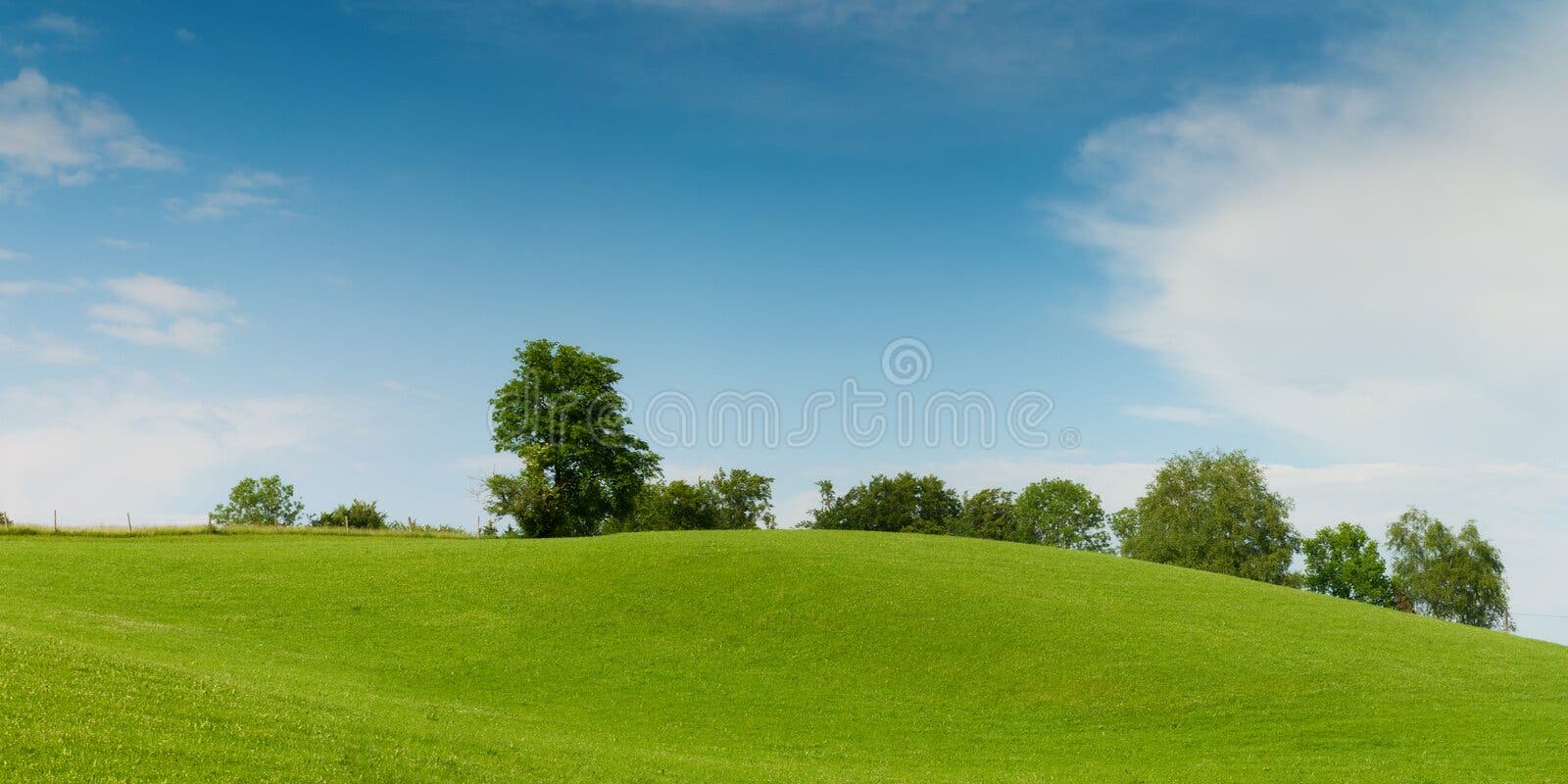 Tree on a green grass hill stock image. Image of scene - 6018833