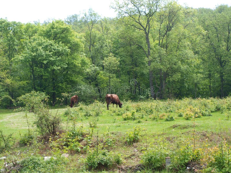 Green meadow IV stock image. Image of autumn, leaves - 61775331