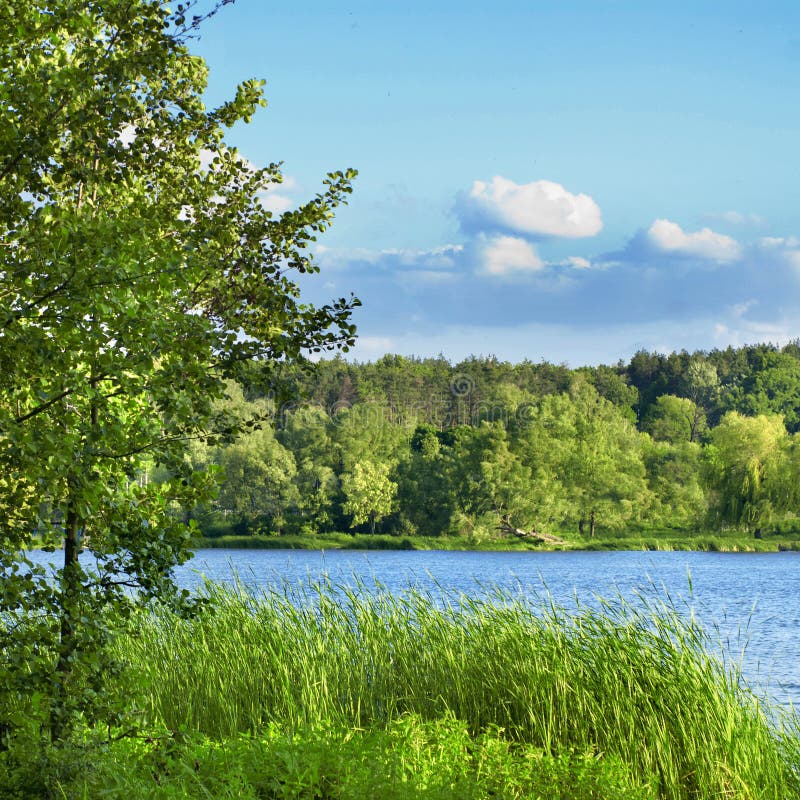 Clean Lake in Green Spring Summer Forest Stock Photo - Image of blue ...