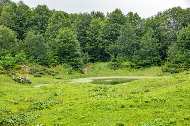 Green Meadow and Marsh Overgrown with Sedge Surrounded by Forest and ...