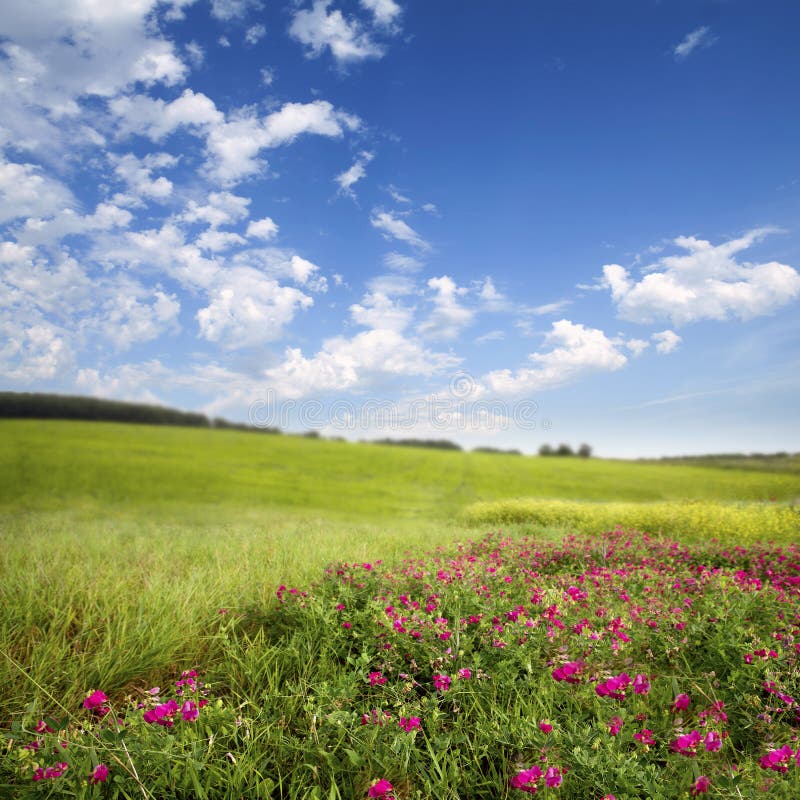 Green meadow . spring stock image. Image of horizon, farm - 25499331