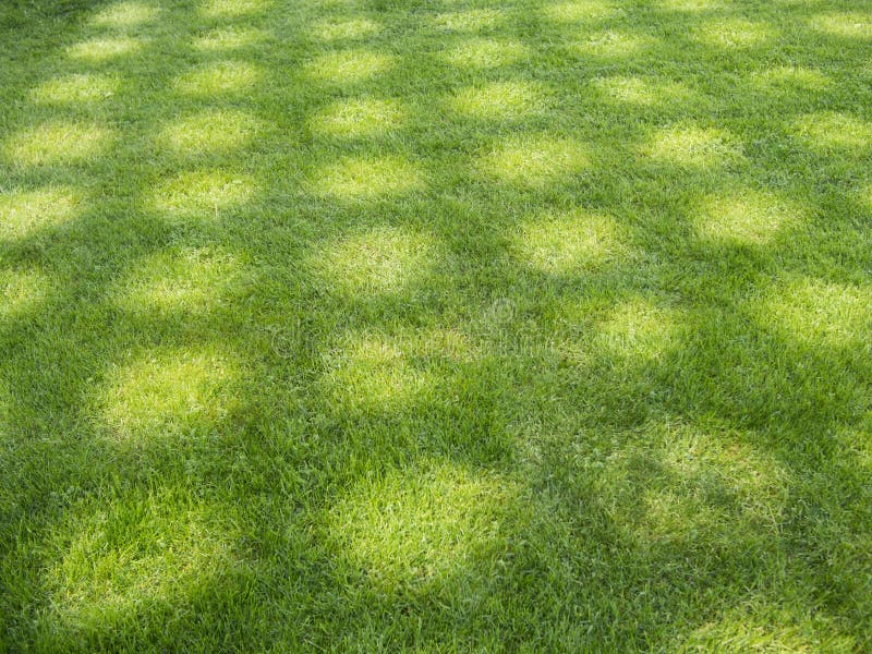 148 Chess Texture Grass Stock Photos - Free & Royalty-Free Stock Photos ...