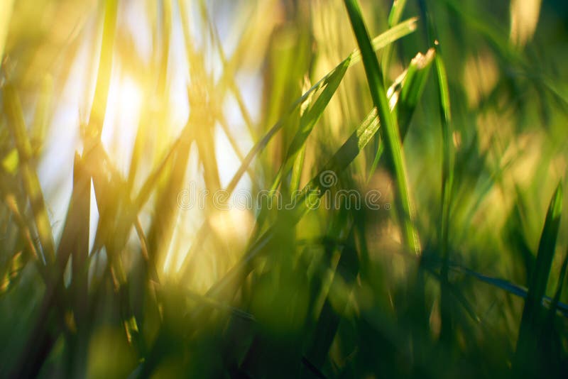 Green Meadow in Summer Sun Rays Close Up Stock Image - Image of natural ...