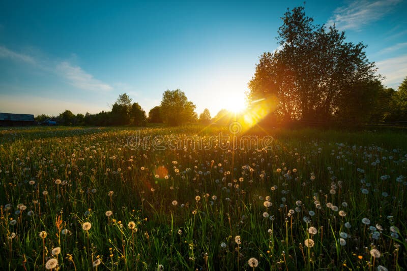Green meadow with sun stock photo. Image of grass, landscape - 105982414