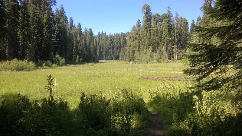 Grass Field Surrounded By Pine Trees Picture. Image: 82937223