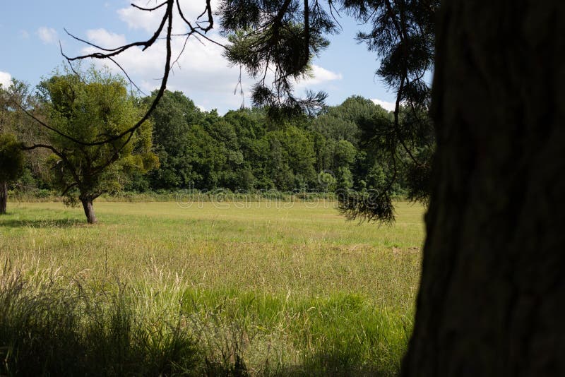 Meadow surrounded by trees stock image. Image of rural - 254392015