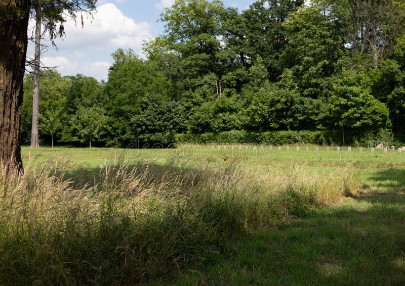 Meadow surrounded by trees stock image. Image of trees - 254392023