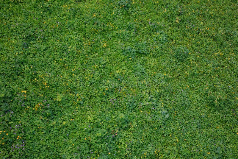 Meadow stock image. Image of scene, spring, panoramic - 8449649