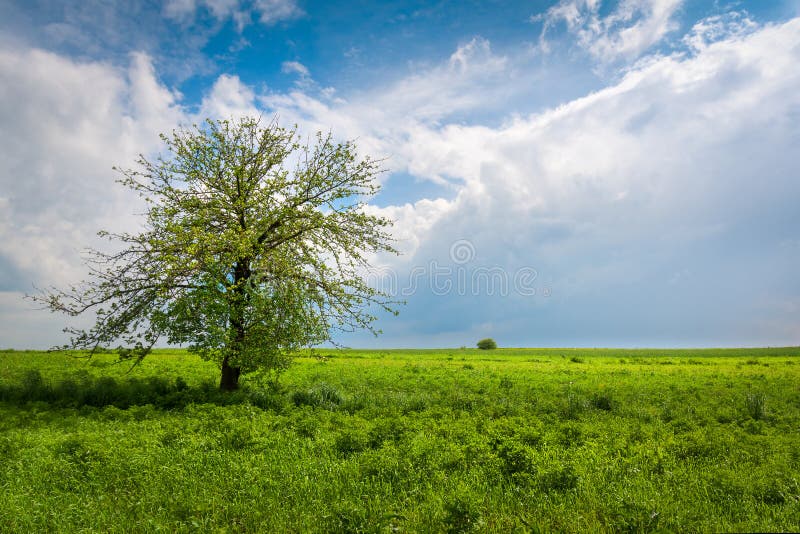 Green meadow with a tree stock image. Image of horizon - 213593803