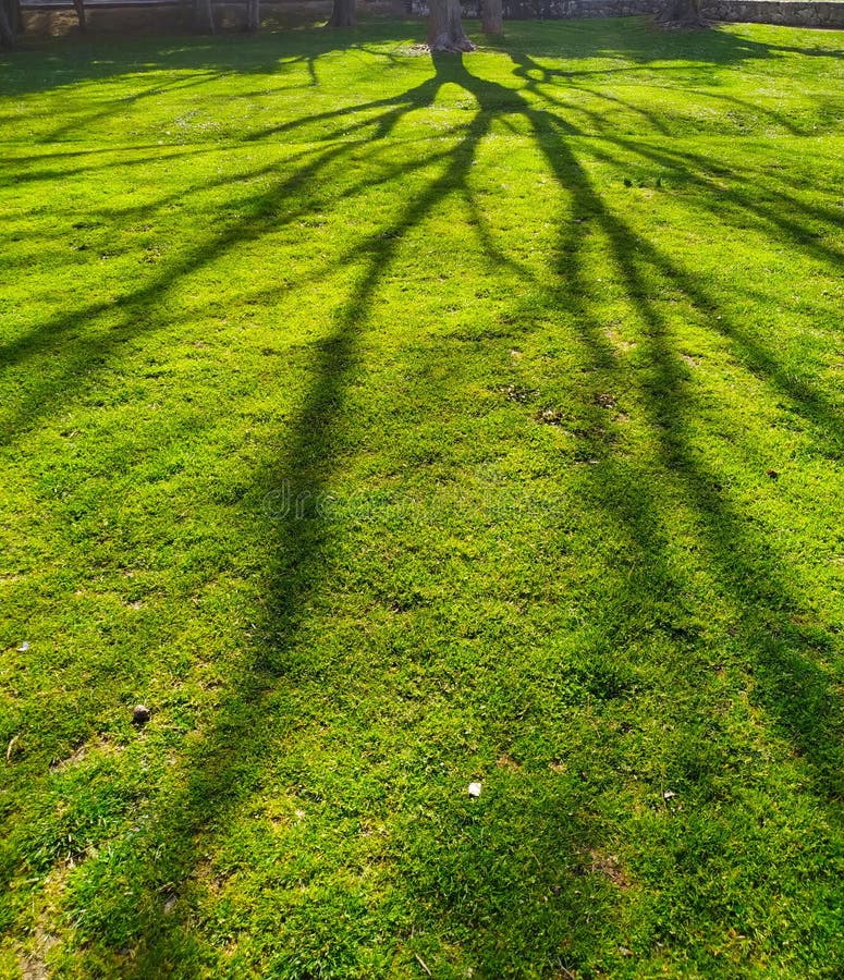 Green Meadow and Tree Shadows Stock Photo - Image of meadow, nature ...