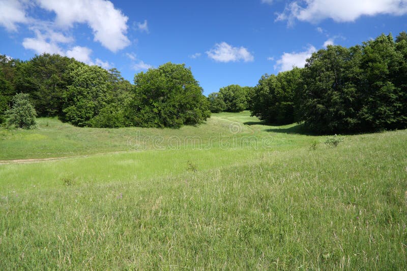 Green meadow and trees stock image. Image of plant, tree - 13297865