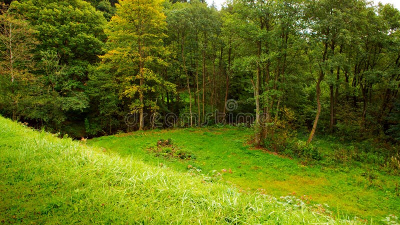Green meadow with trees . stock photo. Image of foliage - 60599798