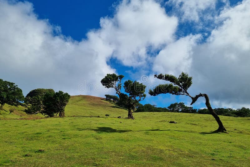 Green Meadow and Trees on the Slope of the Island on a Sunny Day. Stock ...