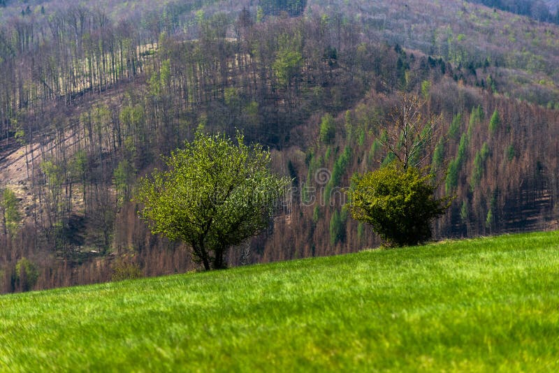 Green Meadow with Two Trees, Hill with Forest Stock Image - Image of ...