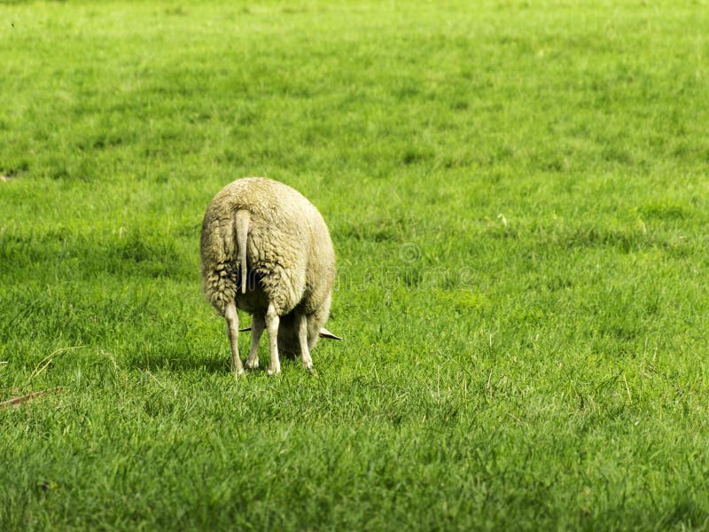 Back Lit Sheep Lying Down Facing Camera Stock Photo - Image of ...