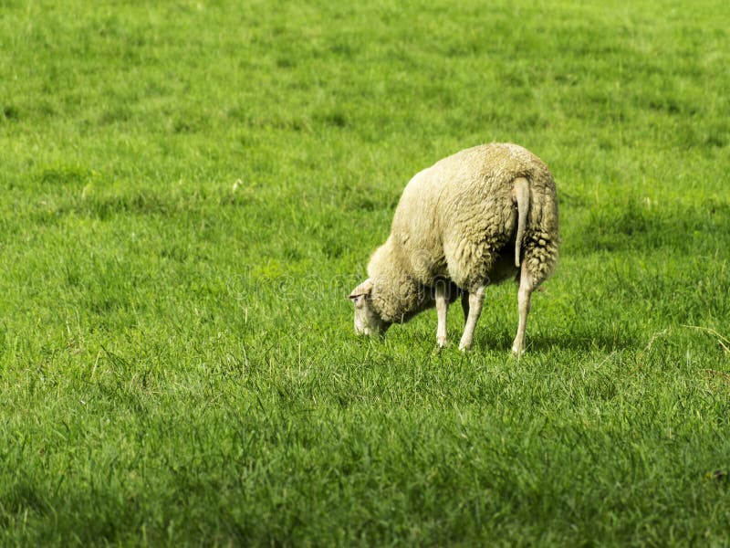 Sheep back stock image. Image of animal, farmside, country - 49724551