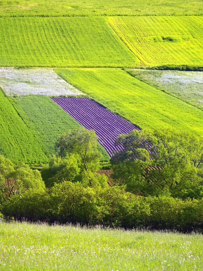 Green meadows stock photo. Image of landscape, agriculture - 14499242