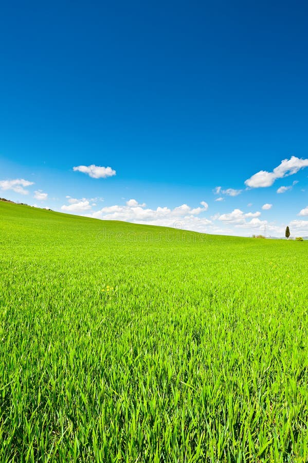 Green Meadows stock image. Image of ground, country, path - 60004949