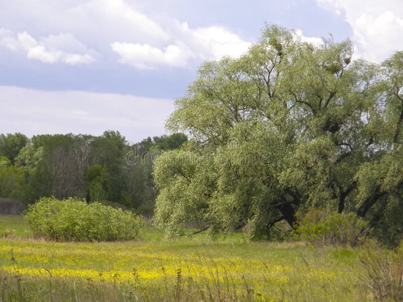 Green Meadows and Beautiful Trees Stock Photo - Image of openspace ...