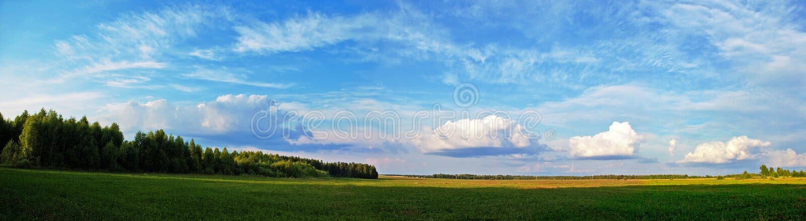Panoramic Rural Landscape with Birch Stock Image - Image of creamy ...