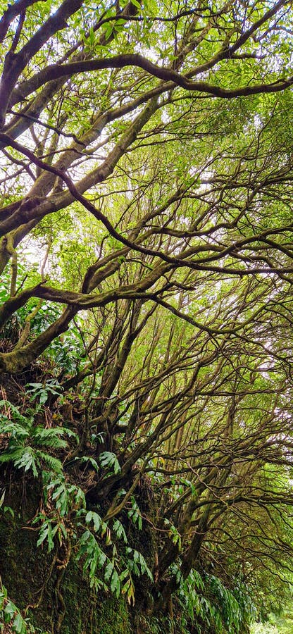 Tree Tunnel in Azores in the Mid of Spring Stock Image - Image of ...