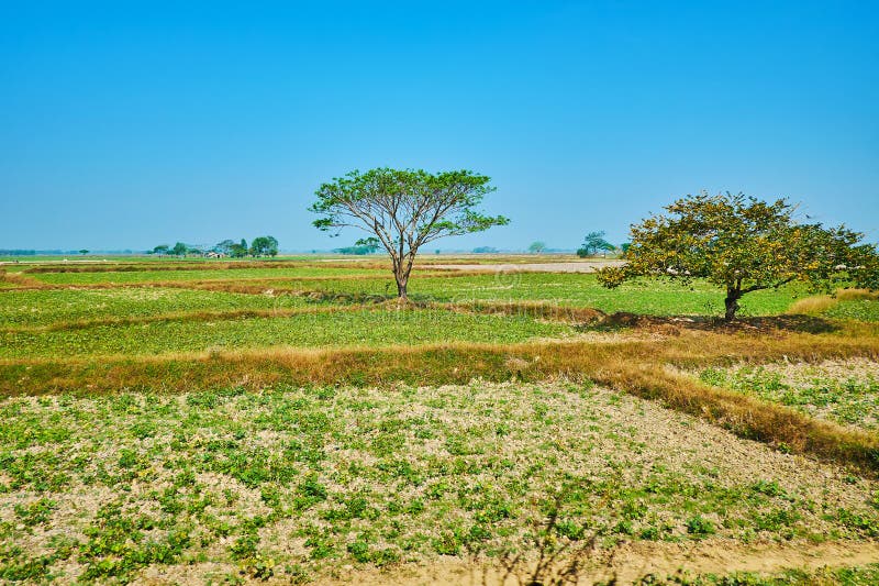 The Green Meadows, Yangon Suburb, Myanmar Stock Photo - Image of plain ...