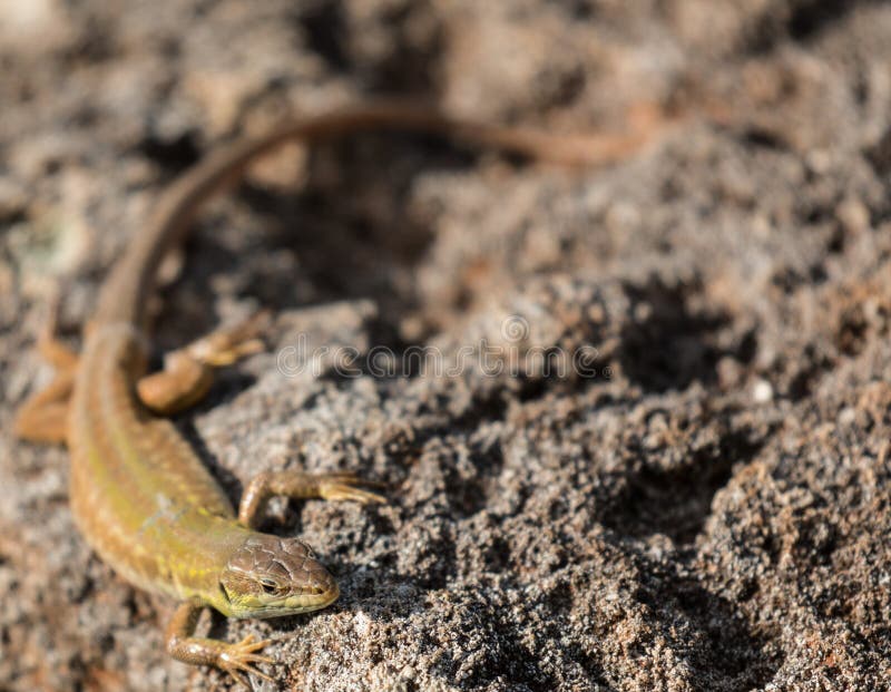 Green mediterranean lizard stock image. Image of oviparous - 164408497