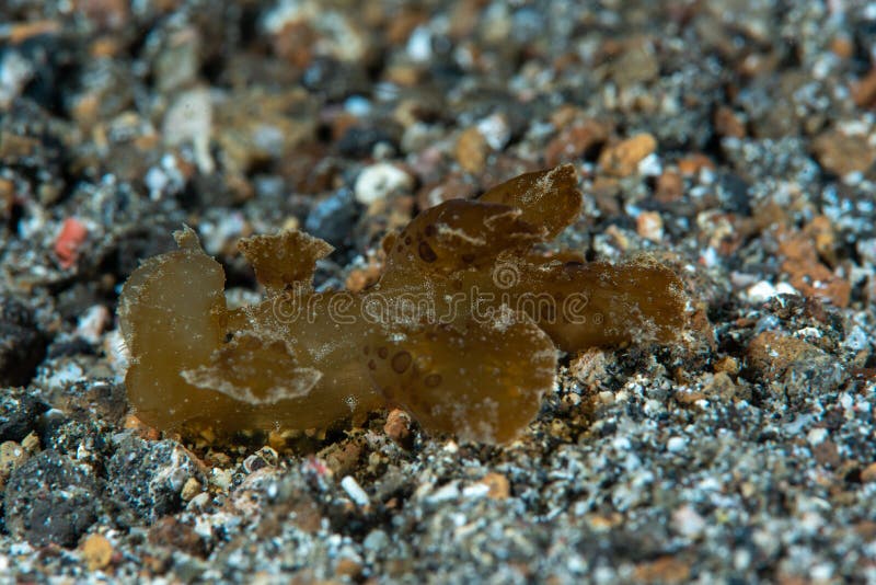 Green Melibe Melibe Viridis Stock Photo - Image of nature, biodiversity ...