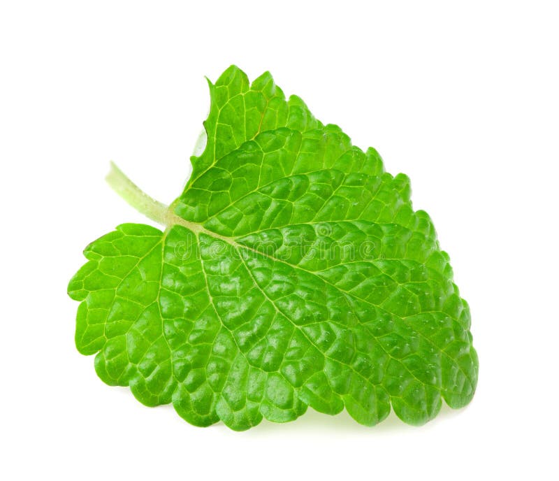 Green Melissa Leaves Isolated on White Background Stock Photo - Image ...