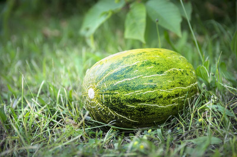 Green Watermelon On Grass Or Growing Watermelon In Garden. Stock Image ...