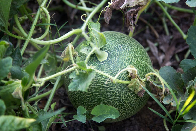Musk Melon plant stock photo. Image of melon, hanging - 26852442
