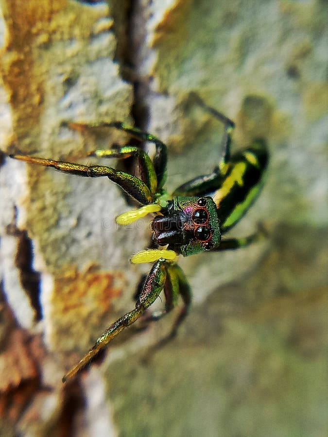 Green melon jumping spider stock image. Image of macro - 146985337