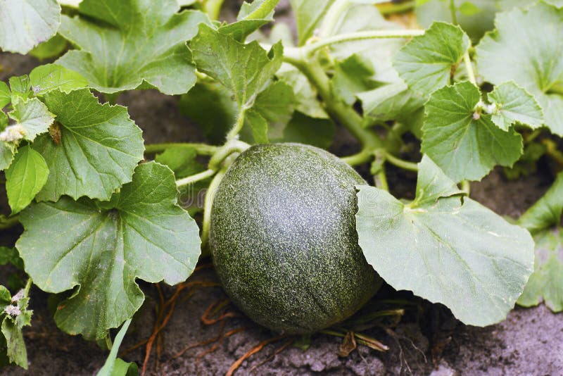 Green melon stock photo. Image of agriculture, farmland - 188594792