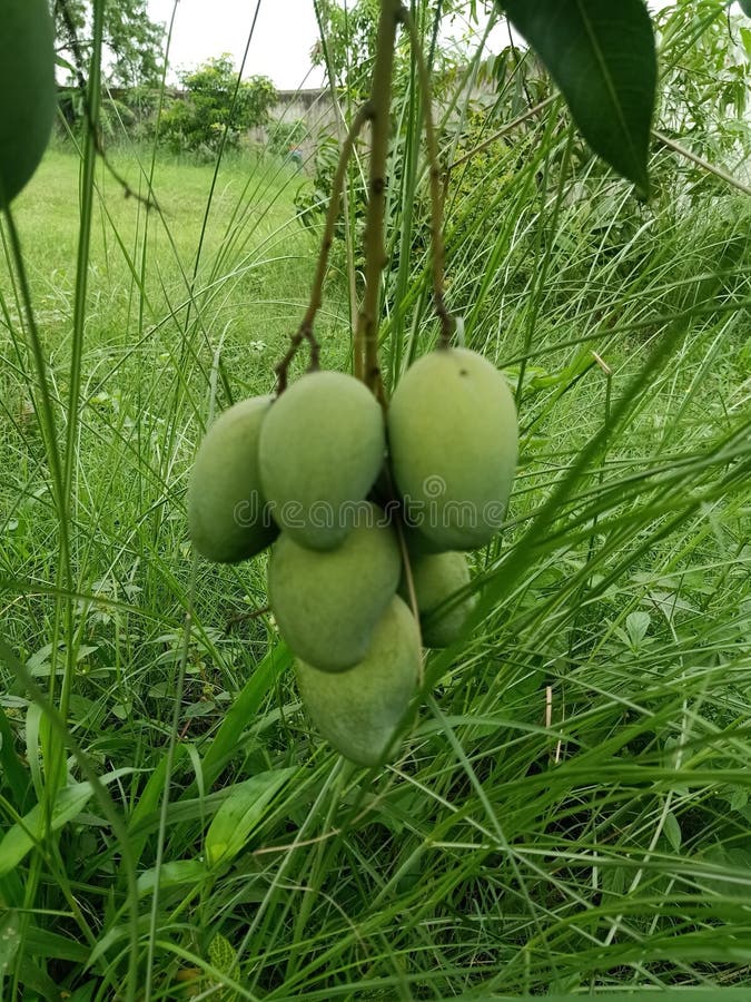 Green mengo stock photo. Image of produce, fruit, vegetable - 221358350