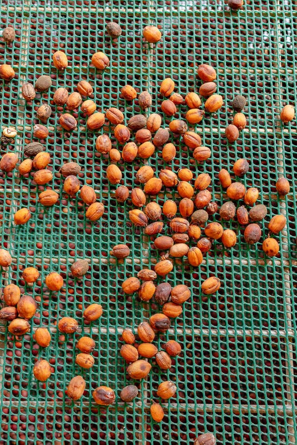 Green Mesh Many Small Brown Coffee Nuts Stock Photos - Free & Royalty ...