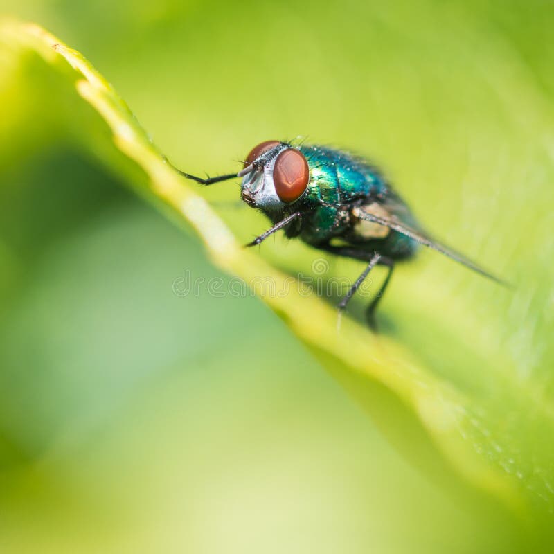 Green Metallic Fly stock photo. Image of true, flora - 38808184