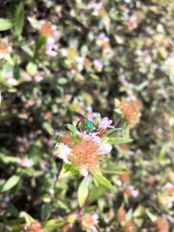 Green metallic sweat bee stock image. Image of unique - 105826187