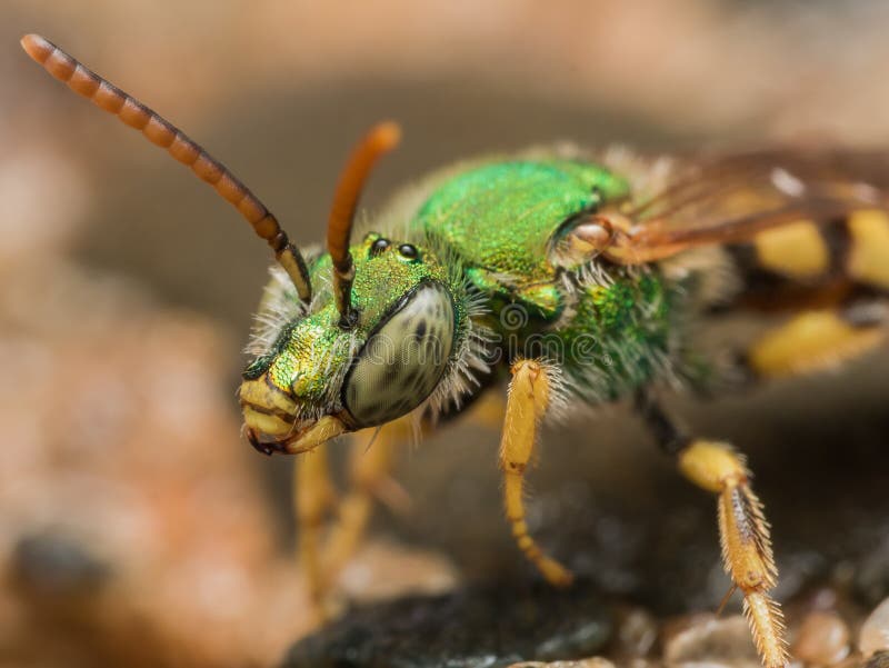 Green Metallic Sweat Bee Profile View Stock Photos - Free & Royalty ...