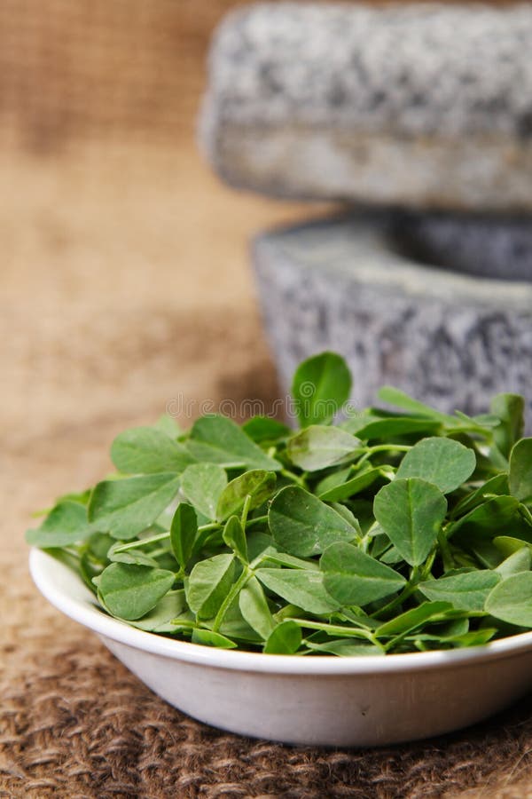 Green Methi or Fenugreek with Mortar and Pestle Stock Image - Image of ...