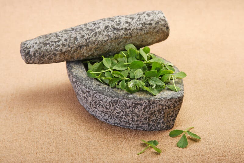 Green Methi or Fenugreek with Mortar and Pestle Stock Photo - Image of ...