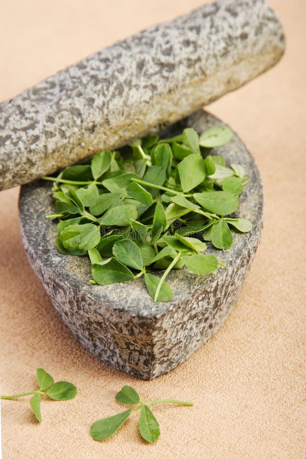 Green Methi or Fenugreek with Mortar and Pestle Stock Image - Image of ...