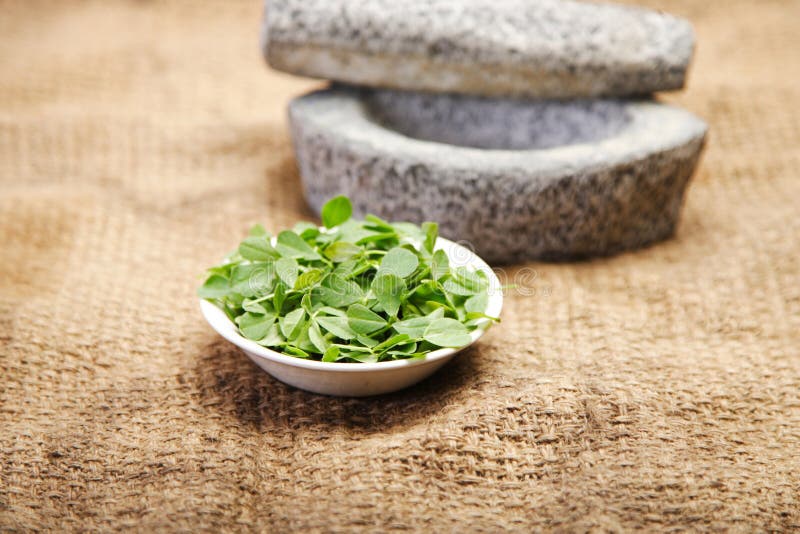 Green Methi or Fenugreek with Mortar and Pestle Stock Image - Image of ...