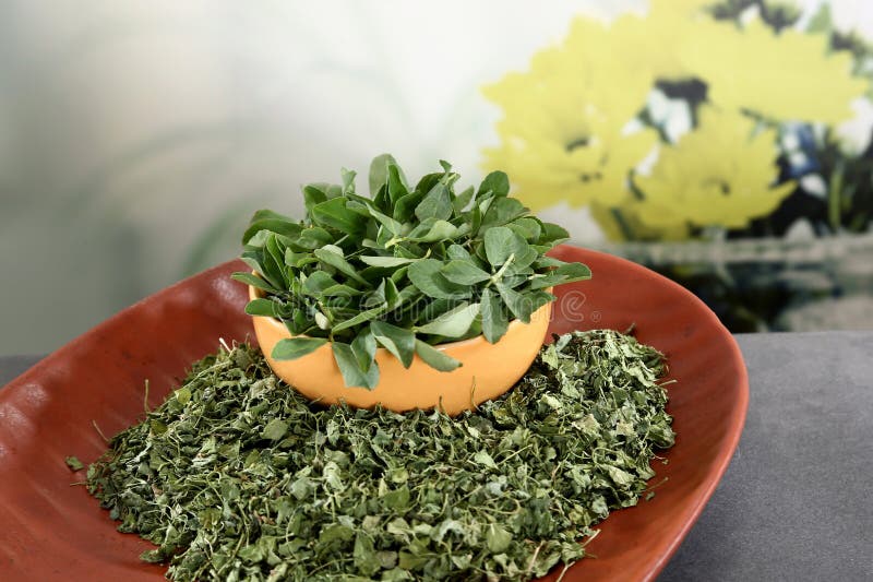 Green Methi or Fresh Fenugreek Stock Image - Image of green, kasuri ...