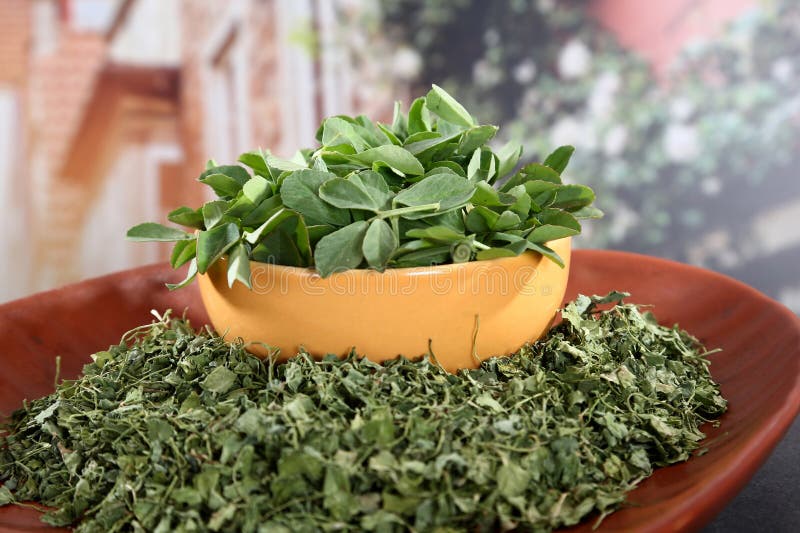 Green Methi or Fresh Fenugreek Stock Image - Image of flavor, methi ...