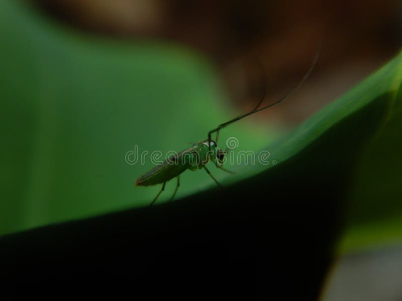 Tanytarsus Stock Photos - Free & Royalty-Free Stock Photos from Dreamstime